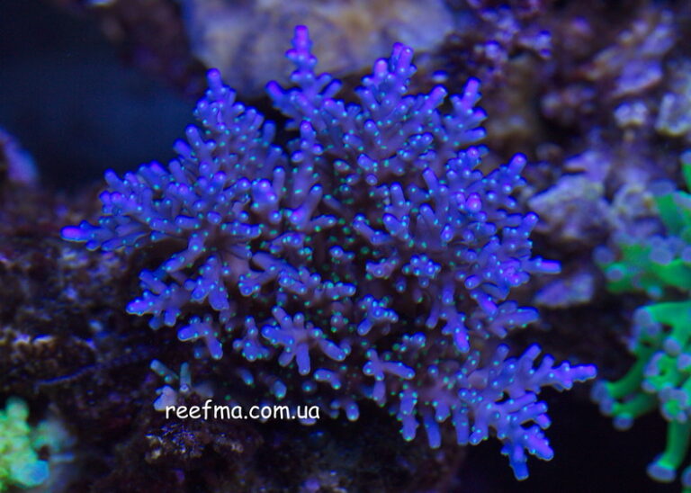 Acropora carduus pacman - Магазин РИФ