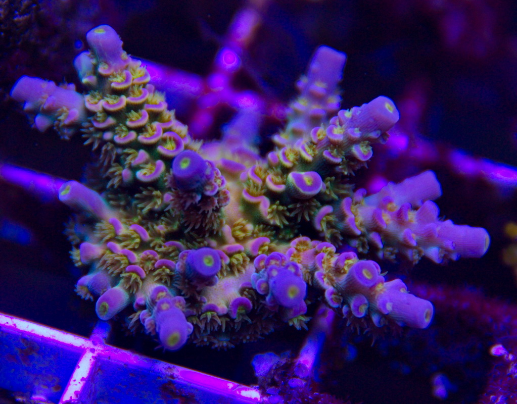 Walt Disney Tenuis Acropora